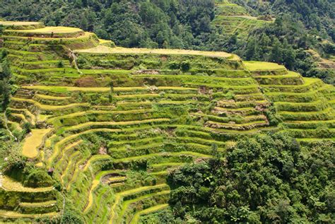 Cordilleras Philippines Rice Terraces Rice Terraces Of The Philippine