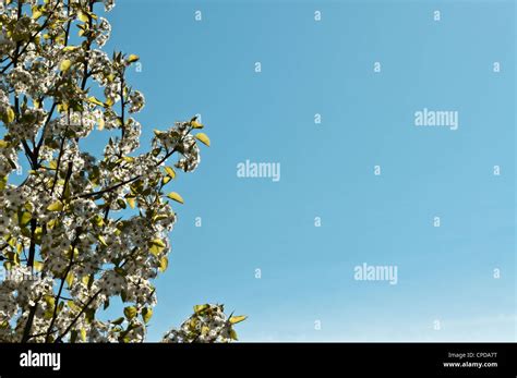 Tree In Bloom Stock Photo Alamy