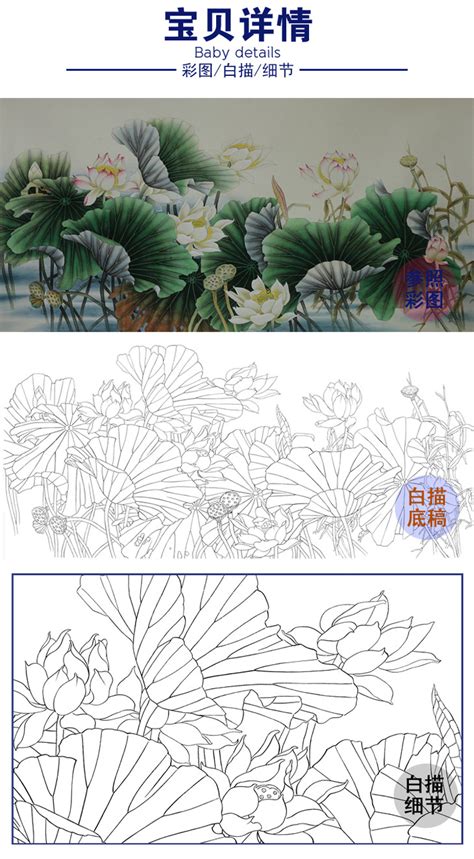 全景荷花白描 工笔荷花20套白描底稿 荷花白描图片大全大图 第6页 大山谷图库