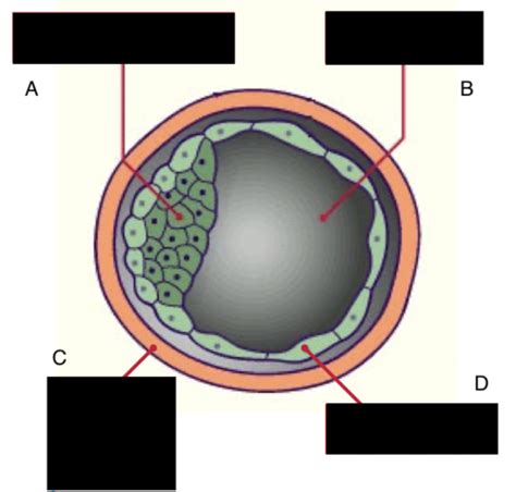 Embryology Midterm Flashcards Quizlet
