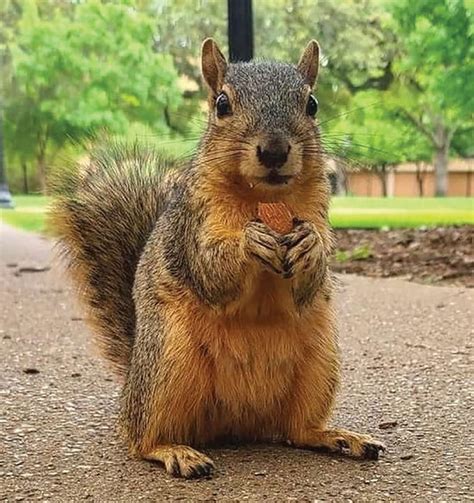 Campus Buzz News Center The University Of Texas At Arlington