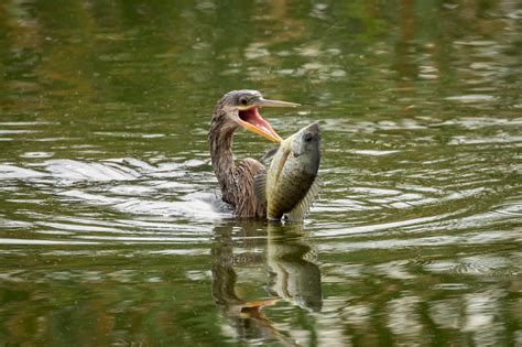 Big Gulp Part 2 Great Bird Pics