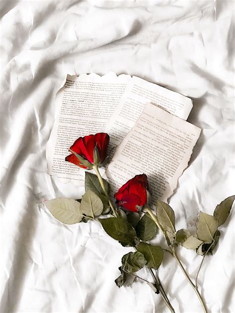 ورد احمر Nel 2024