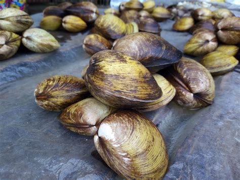 Toway Nipa Sea Shells Municipality Of Del Carmen