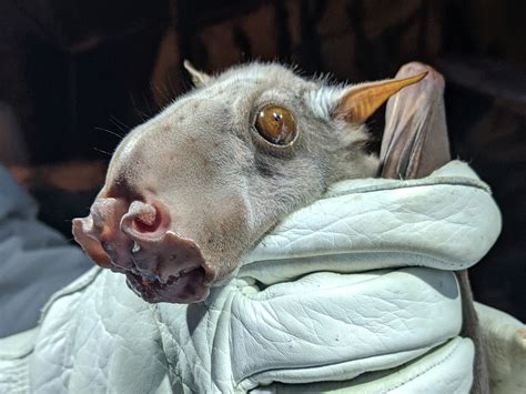 Discovering Where Bats Go In Africa Wild View