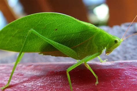 Green Grasshopper Meaning And Symbolism Freedom And Growth