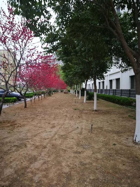 清明時節雨紛紛 每日頭條