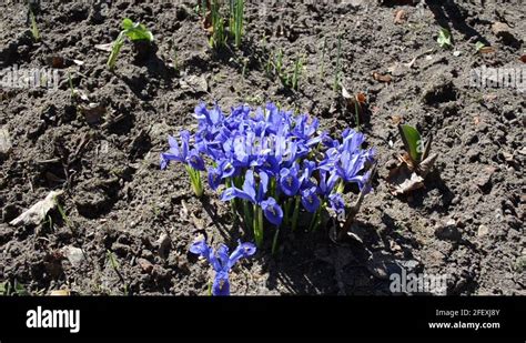 Iris Petal Pattern Stock Videos And Footage Hd And 4k Video Clips Alamy