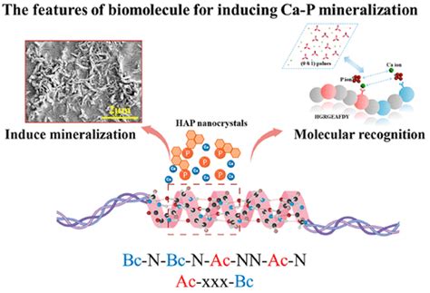 Nucleation Domains In Biomineralization Biomolecular Sequence And Conformational Features