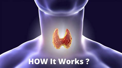 How To Test Your Thyroid At Home Thyroid Test At Home Thyroid Gland Youtube