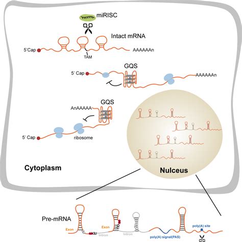 Research Huakun s Lab 染色质构象技术分享