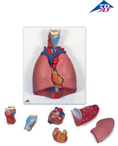 3b Scientific Lung Model With Larynx 7 Part User Manual Download Pdf