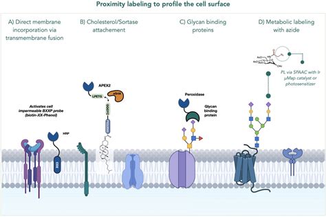 邻近标记技术（pl）：探索生物分子相互作用的前沿工具 知乎
