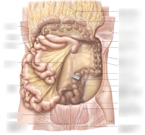 Greater Omentum Diagram