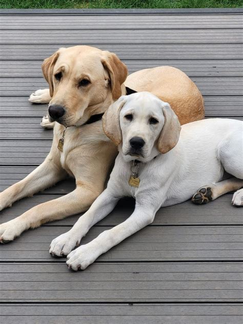 Kerry Brass Hall On Linkedin Ruby And Charles Ruby And Charles Have Been Best Friends Since Day 1