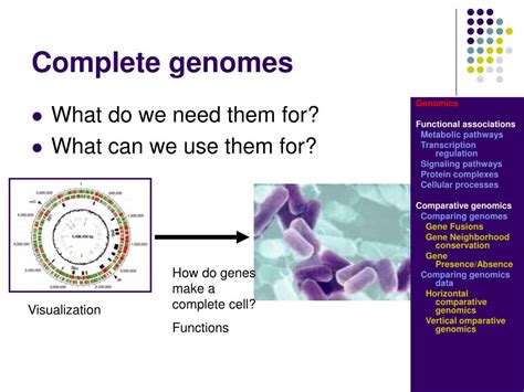 PPT Comparative Genomics PowerPoint Presentation Free Download ID