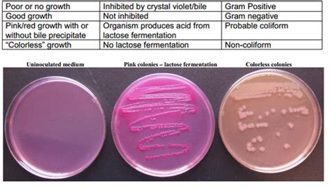 Macconkey Agar Positive Results