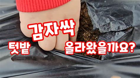 텃밭 감자싹 올라왔을까요 괴산유튜브 괴산유튜브동아리 자연특별시괴산 Youtube