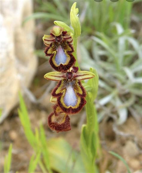 Ophyrus Practises Sexual Deceit To Ensure Pollination Male Wasp Pseudo