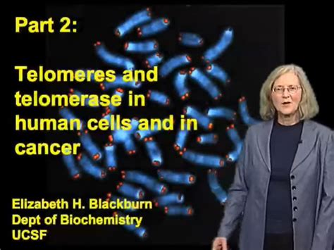 Telomere Biology Blackburn Lab Ucsf