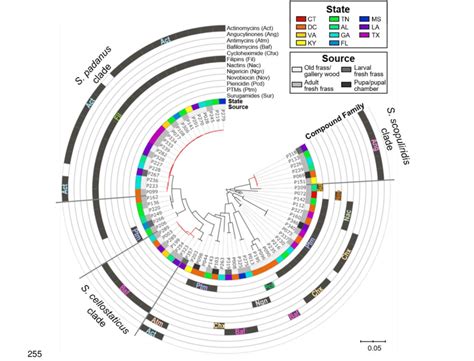 Maximum Likelihood Phylogenetic Tree Built Using Concatenated Sequences