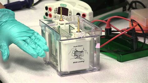 Electrophoresis Assembling And Running An Sds Page Gel Youtube