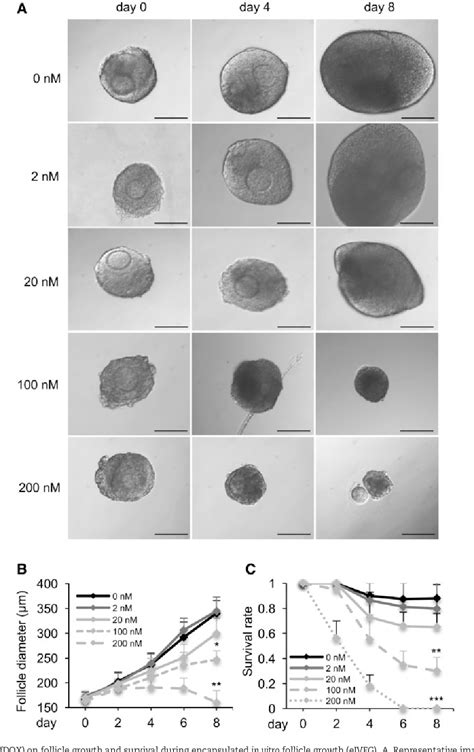 Figure 1 From Doxorubicin Has Dose Dependent Toxicity On Mouse Ovarian