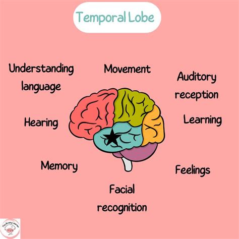 Temporal Lobe Strutcure And Function Learning Psychology Psychology