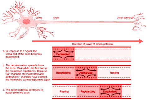 Nerve Impulse Action Potential