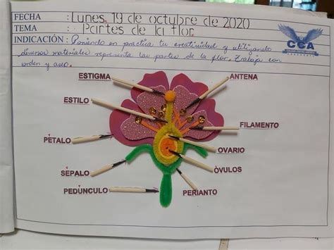 Partes De La Flor Partes De La Flor Clases De Ciencias Partes De La