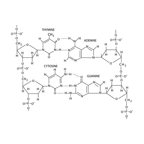 Dna Chemical Structure Isolated On White Background 15274060 Vector Art