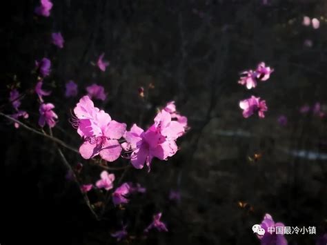 蓬勃之夏丨达子香花开正艳 不以无人而不芳澎湃号·政务澎湃新闻 The Paper