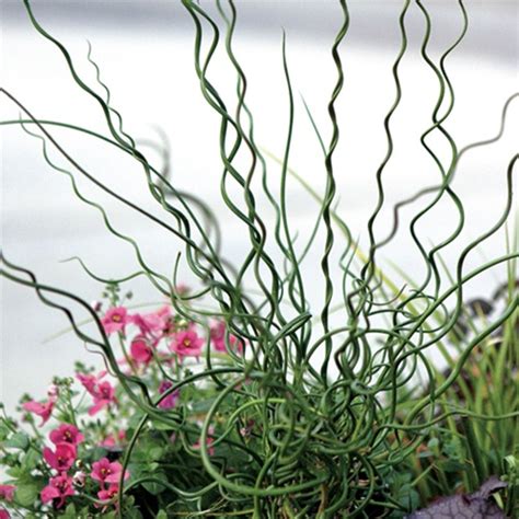 Juncus Effusus Twisted Arrows