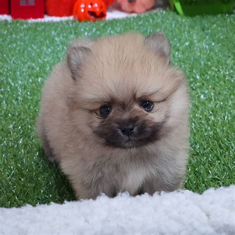 강남송파강아지분양 몽냥몽냥 세이블 포메 공주님 꿈이♡ 역시 포메는 세이블이 진리 성격좋고 너무