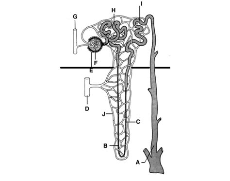 Nephron Diagram Quiz