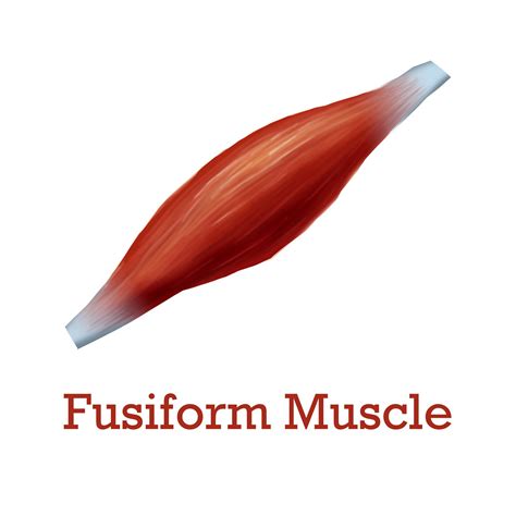 Fusiform Muscle Britain2000 Flickr