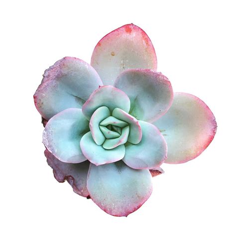 The Good The Bad And The Ugly Sale Echeveria Brinks Blue Cedar Creek Farmhouse