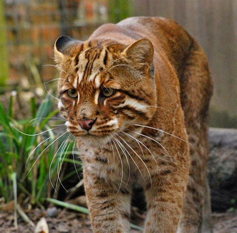 Types Of Felines Characteristics Examples And More