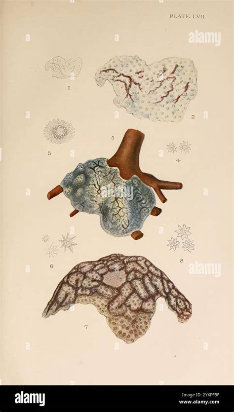 The British Tunicata London 1905 12 Sea Squirts Tunicata The