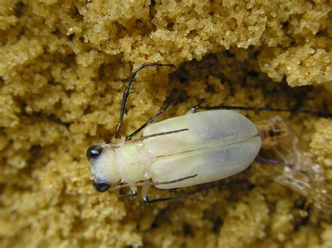 Anthia Thoracica Page 2 Reptile Forums