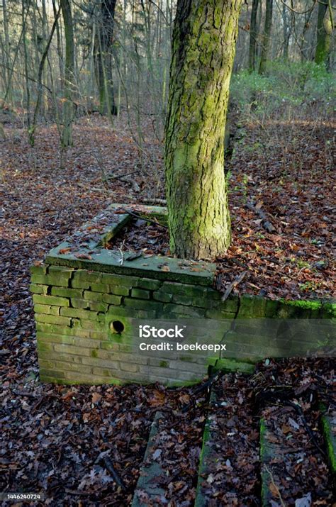 숲에서 자란 테이크 아웃 레스토랑의 정원 세부 사항의 유적 나무의 뿌리는 벽돌을 쪼개고 균열을 만들었습니다 덤불 공원의 이끼로 덮인 벽돌 옹벽 가리기에 대한 스톡 사진 및
