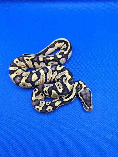Pythonhead Tracker