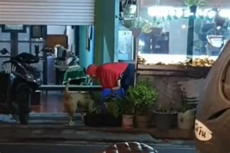 Momen Ibu Ibu Tukang Gorengan Rajin Beri Makanan Ke Anjing Netizen