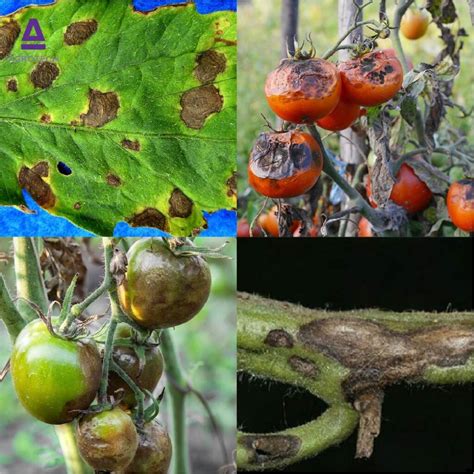 بیماری های قارچی گوجه فرنگی و کنترل آنها اگروتک مجله کشاورزی