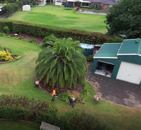 Sydney Tree Transplant And Relocation Dixon S Trees