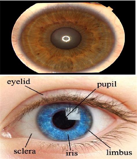 Figure 24 From Human Iris Recognition Using Linear Discriminant Analysis Algorithm Semantic