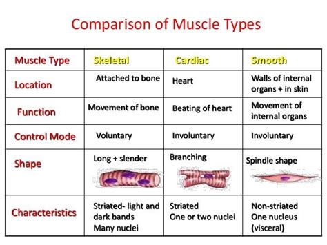 Comparison Of Muscle Types Muscle Type Cardiac Function Movement Of Bone Walls Of Internal