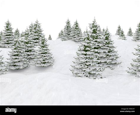 Winter Landscape Snow And Pine Trees Isolated White Background Stock