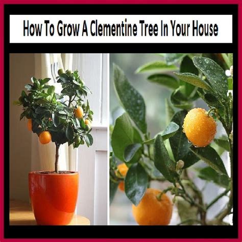 Grow Clementine Tree From Seed At William Stork Blog