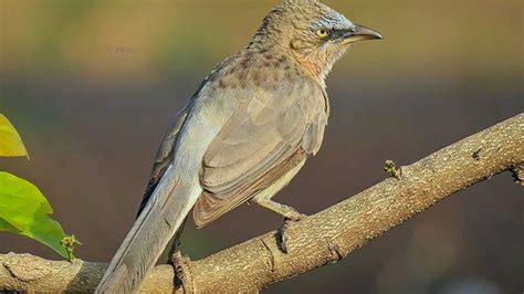 Yellow Eyes Large Grey Babbler Bird Hd Birds Wallpapers Hd Wallpapers Id 87482